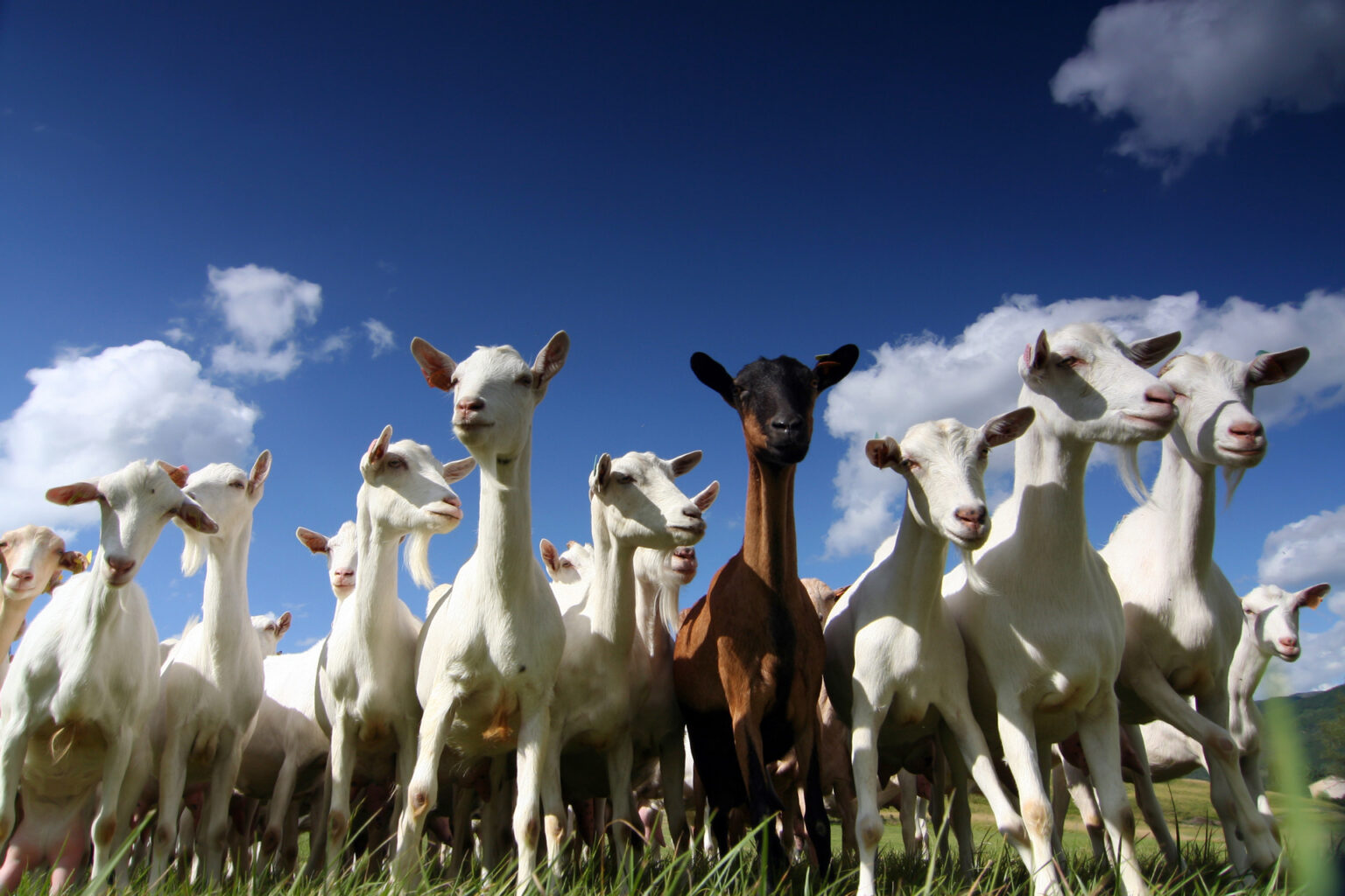 32% Concentrate for Lactating Goats - NEMO Feed