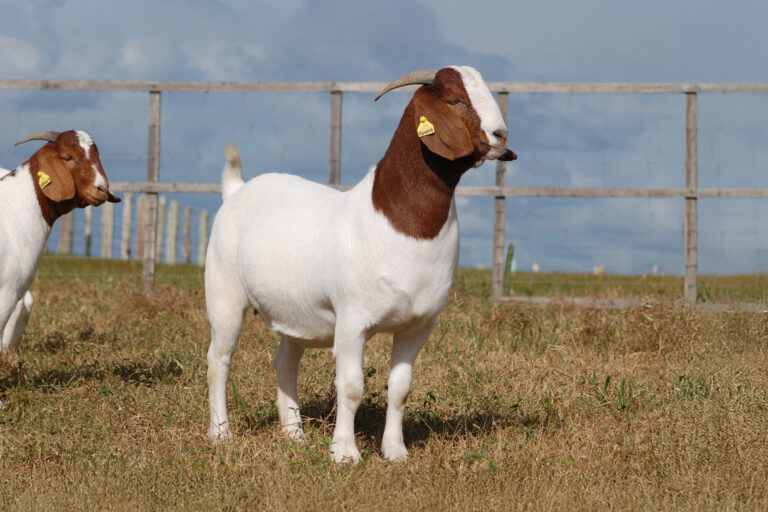 36% Meat Goat Concentrate - NEMO Feed