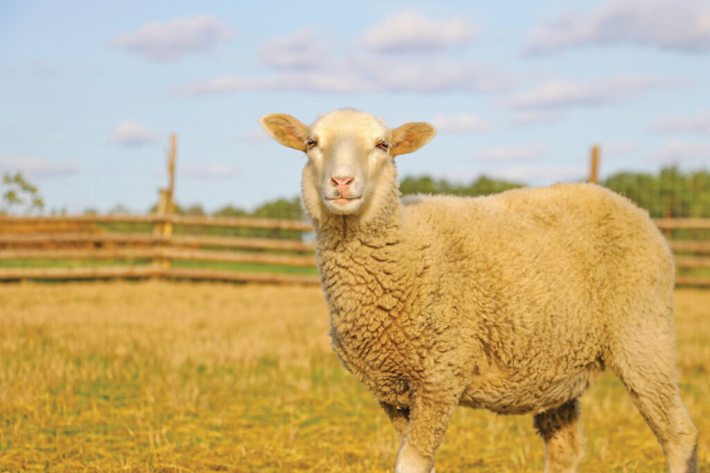 Non-GMO Lamb Pellet Grower 160 BOV 30 - NEMO Feed