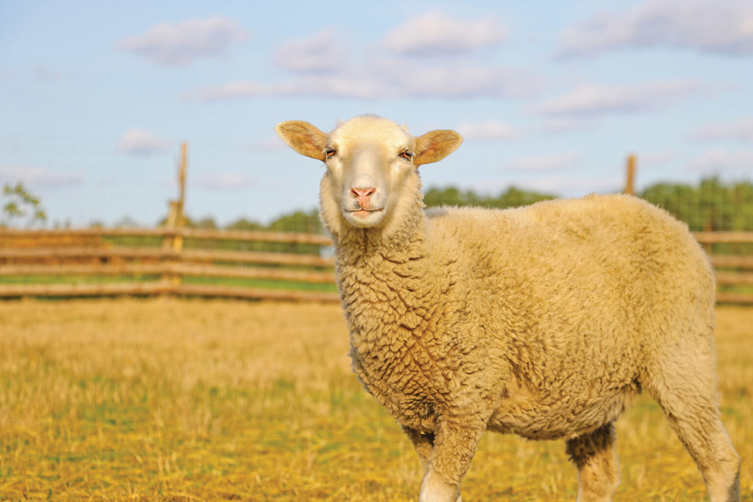 Non-GMO Lamb Pellet Grower 160 BOV 30 - NEMO Feed
