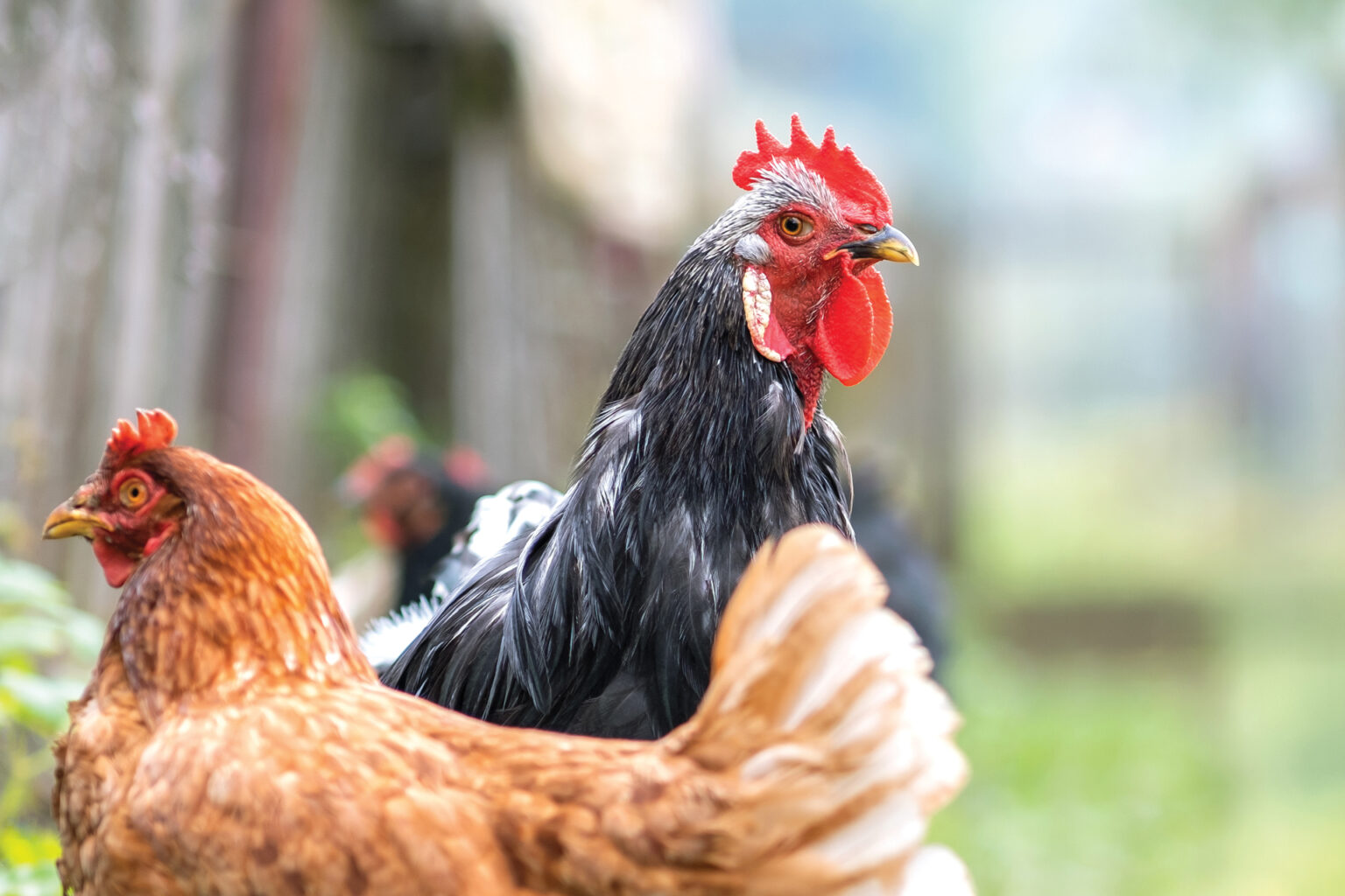 Pullet Developer - NEMO Feed