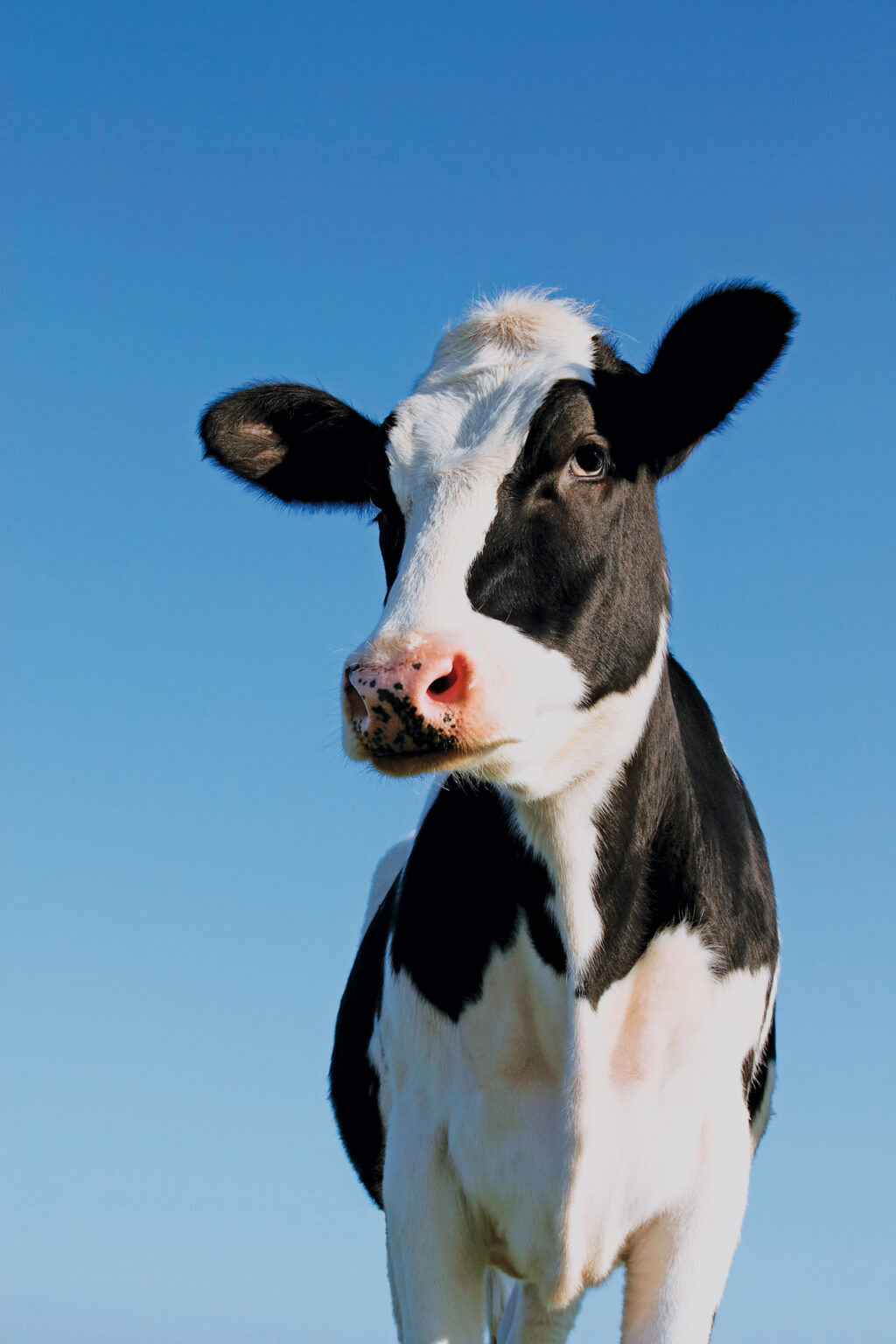 Heifer Developer Pellet - NEMO Feed