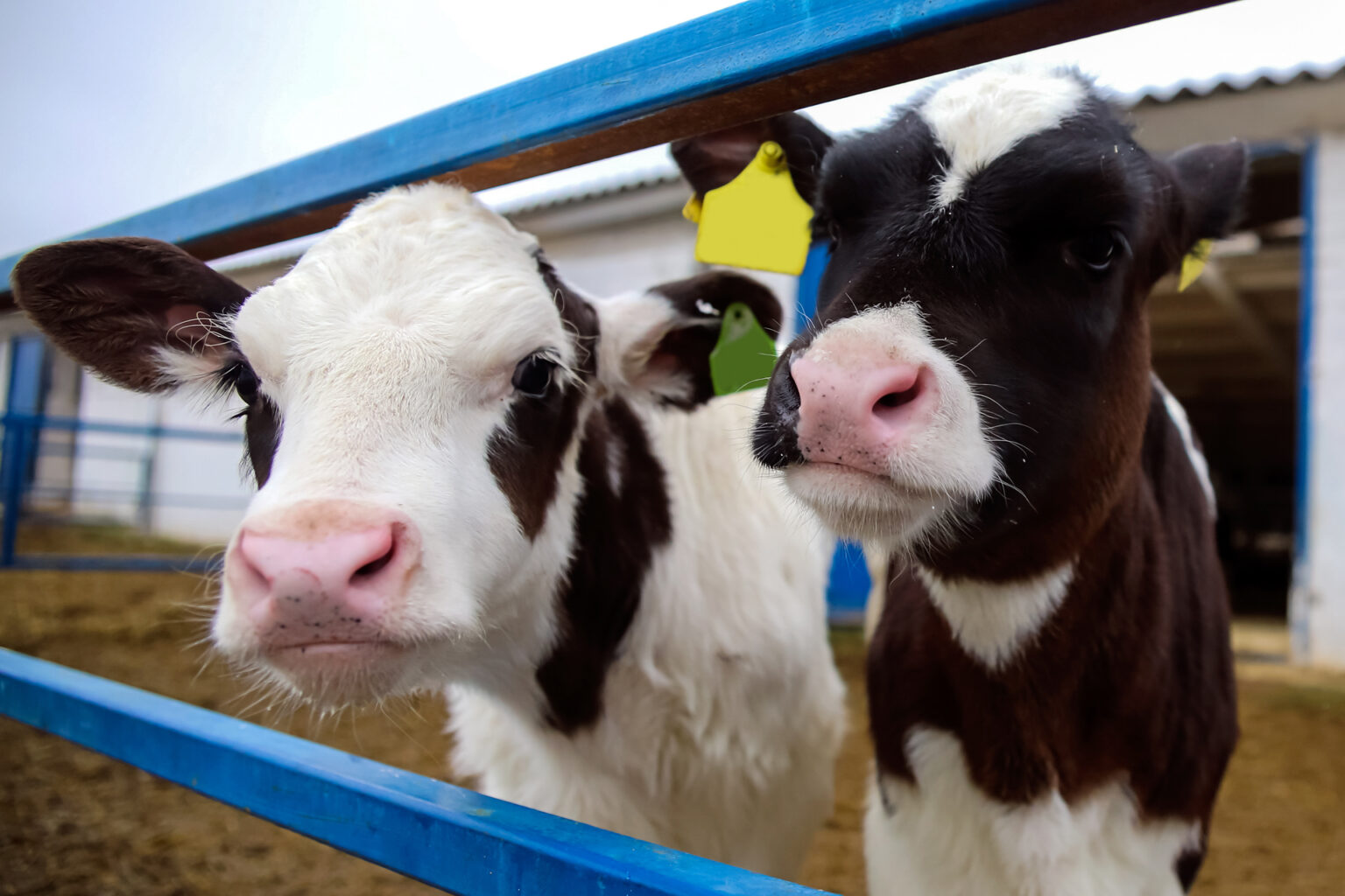 16% Calf Grower - NEMO Feed
