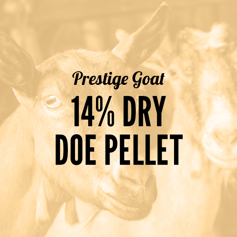 14% Dry Doe Pellet - NEMO Feed