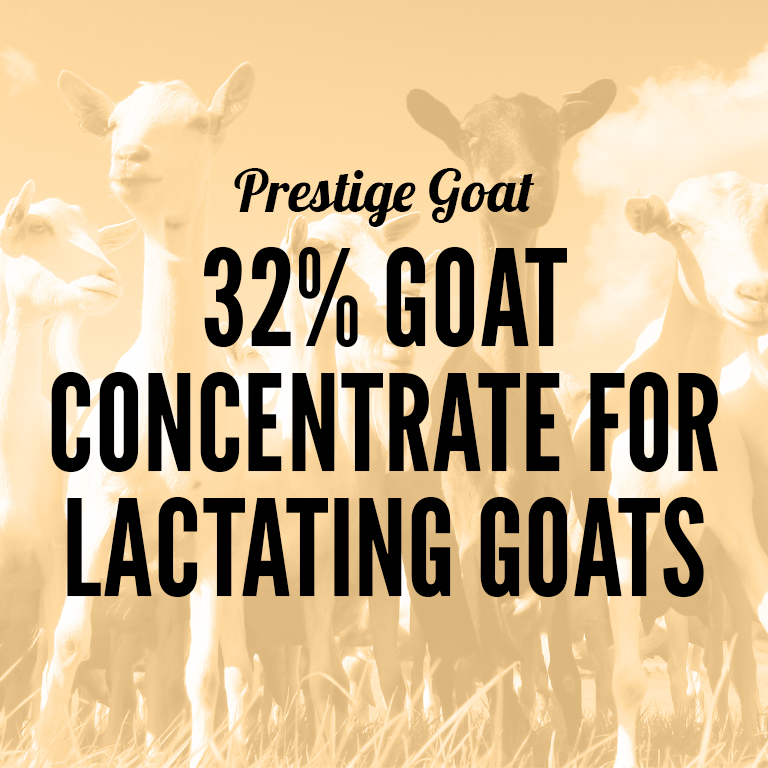 32% Concentrate for Lactating Goats - NEMO Feed