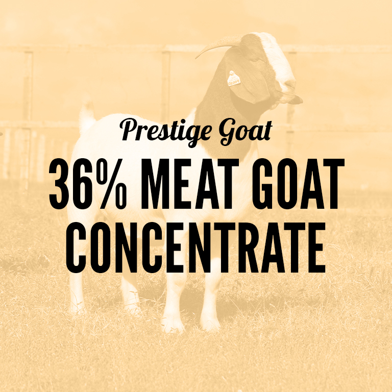 36% Meat Goat Concentrate - NEMO Feed