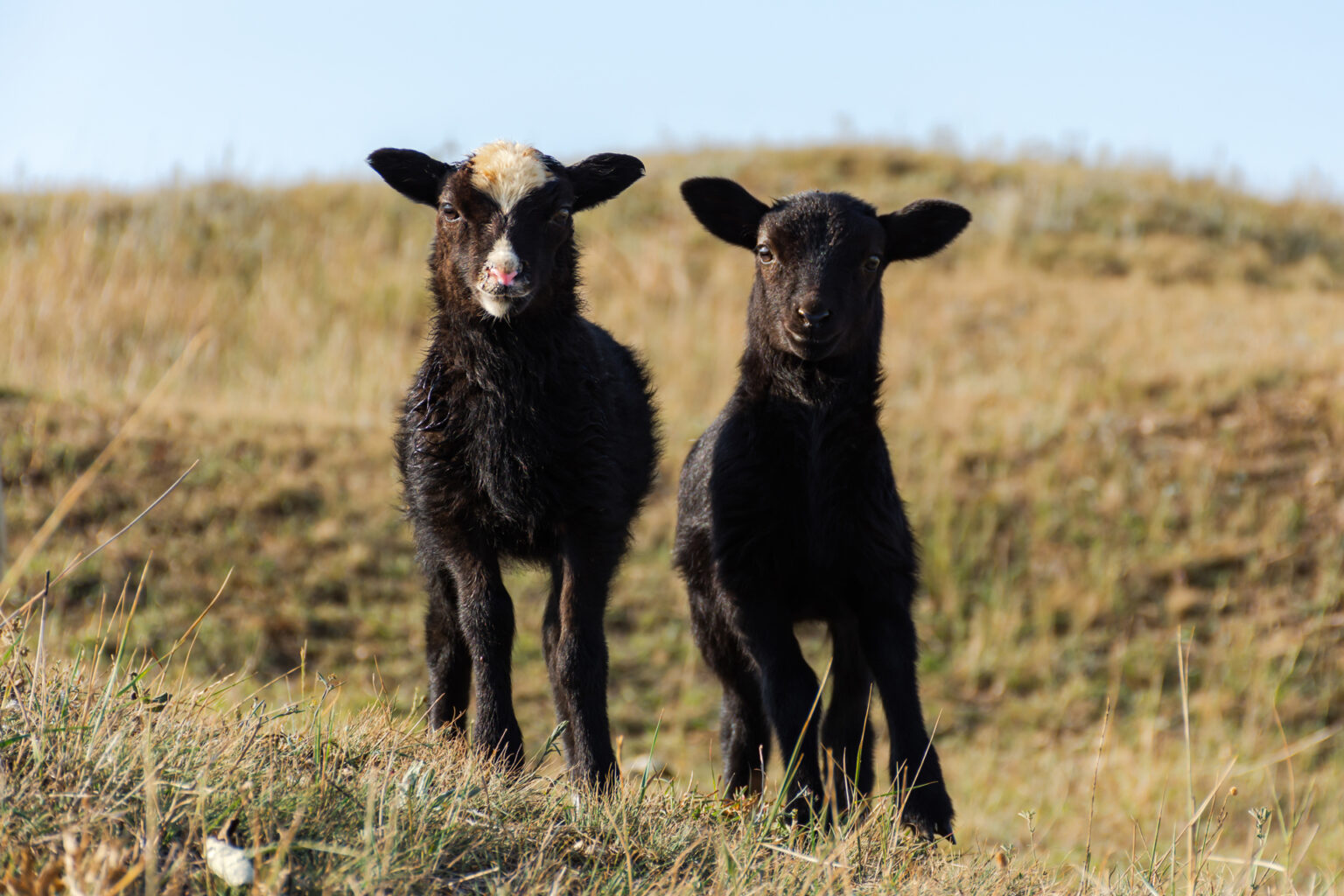 16% Lamb Grower BOV 30 - NEMO Feed