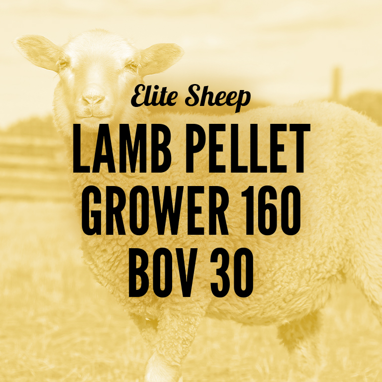 Lamb Pellet Grower 160 BOV 30 - NEMO Feed