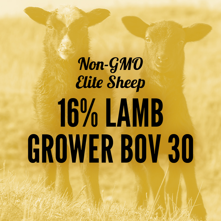 Non-GMO 16% Lamb Grower BOV 30 - NEMO Feed